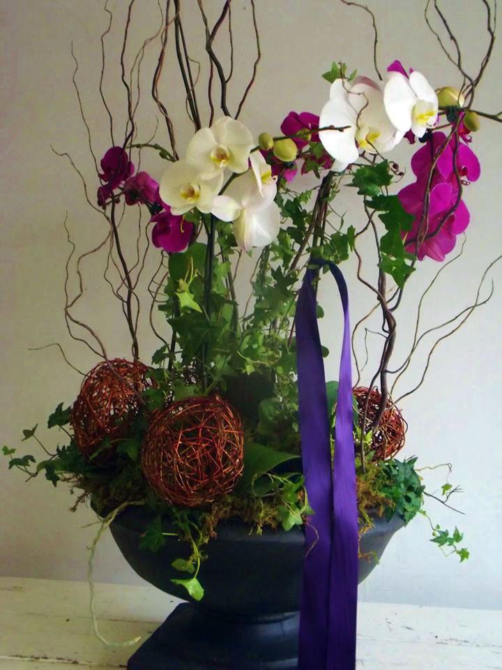 Planted Orchids - The Monarch Florists